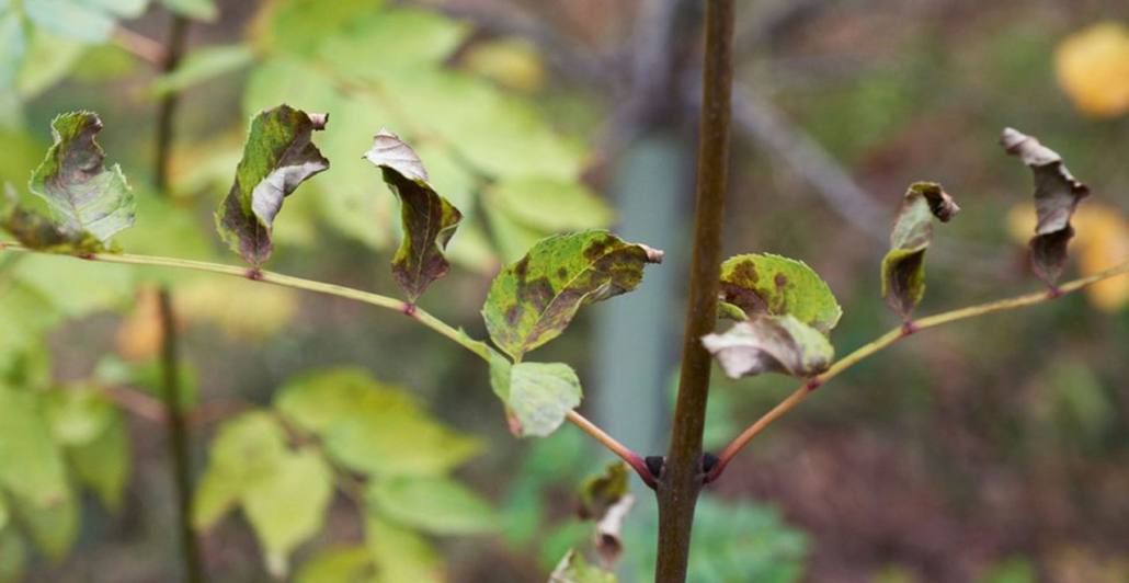 Ash Dieback - Vale Tree Surgeons