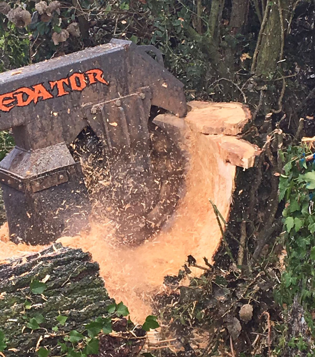 Gallery - Vale Tree Surgeons