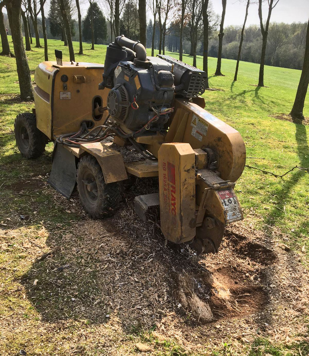 Gallery - Vale Tree Surgeons