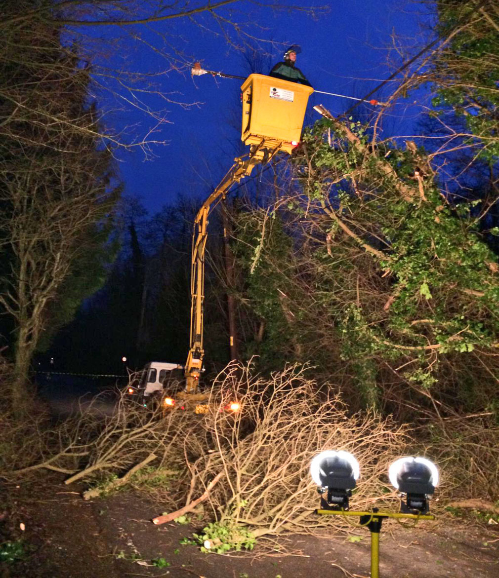 Gallery - Vale Tree Surgeons