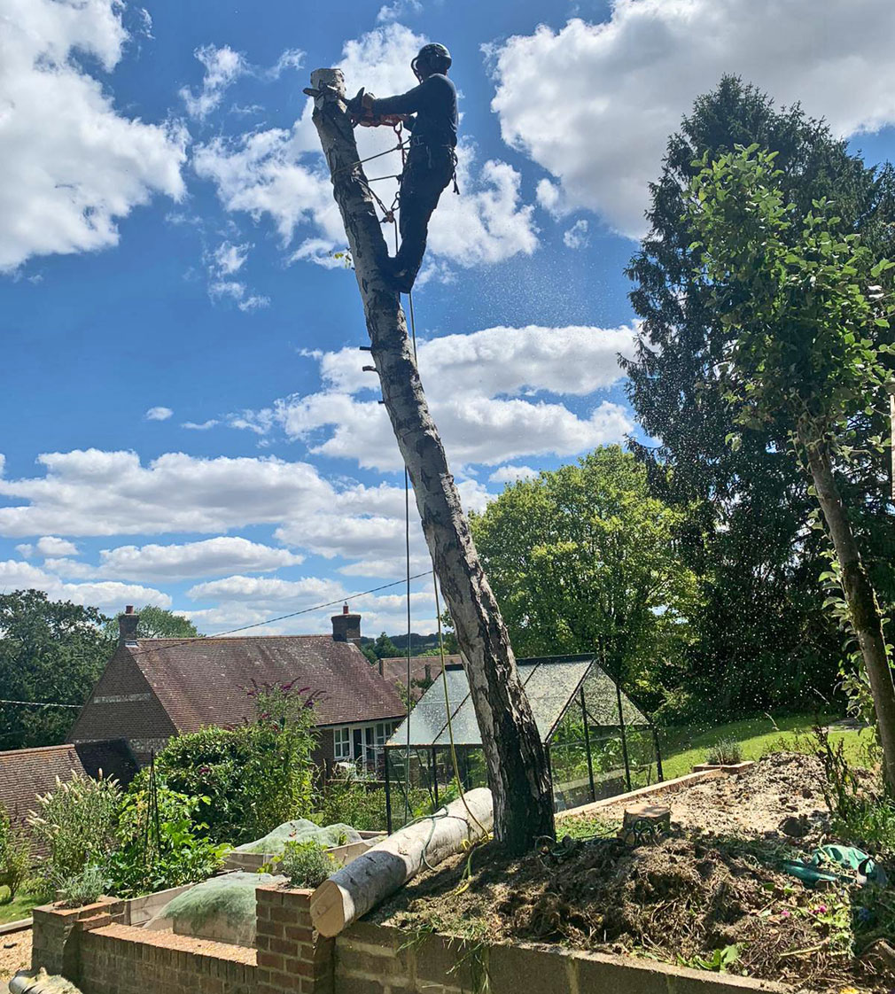 Gallery - Vale Tree Surgeons